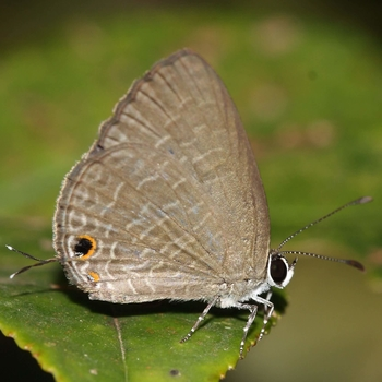 Dark Cerulean Butterfly | Jamides bochus | Butterflies of Sri Lanka