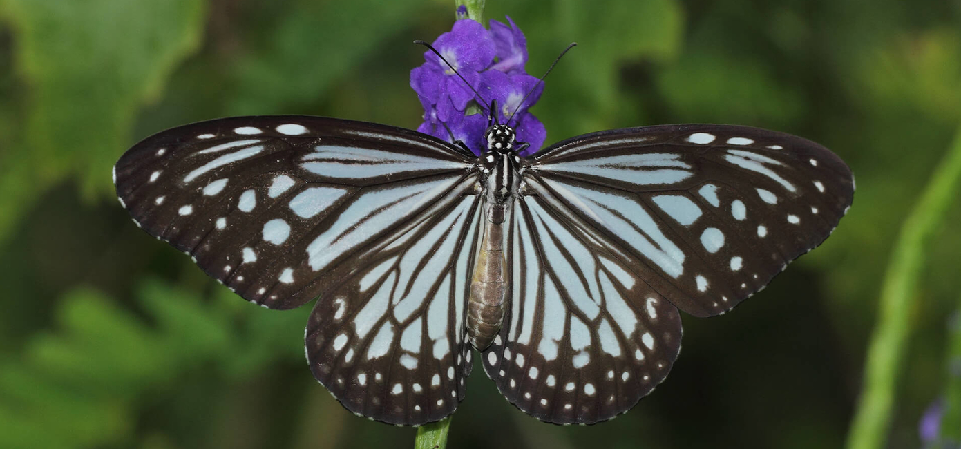 Glassy Tiger Butterfly | Parantica aglea | Butterflies of Sri Lanka