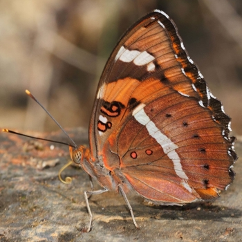 Baronet Butterfly | Symphaedra nais | Butterflies of Sri Lanka