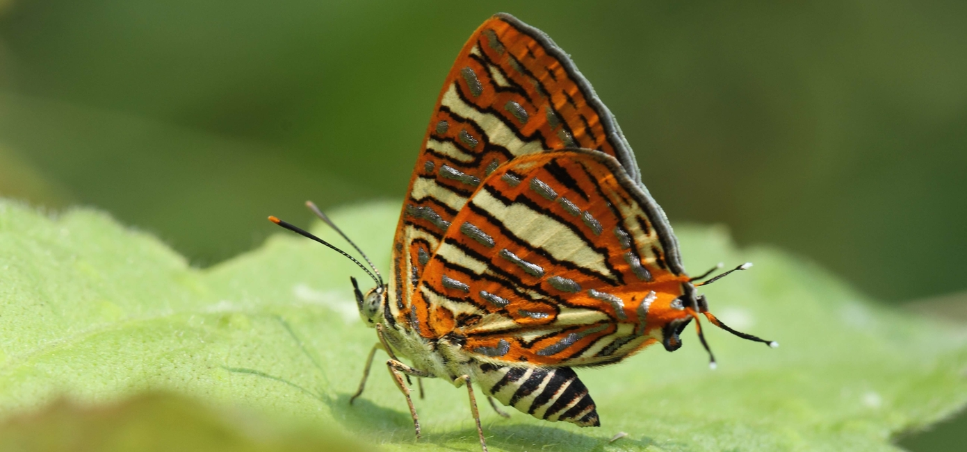 Common Silverline Butterfly | Spindasis vulcanus | Butterflies of Sri Lanka