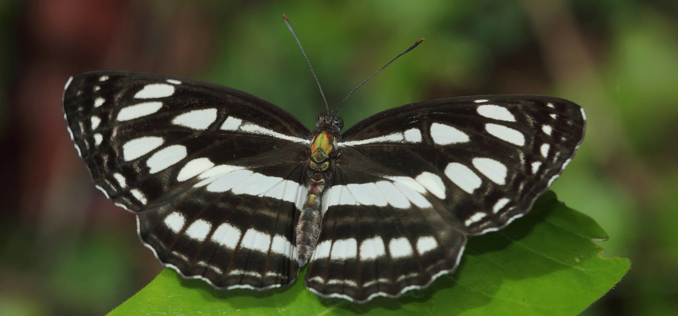 Common Sailor Butterfly | Neptis hylas | Butterflies of Sri Lanka