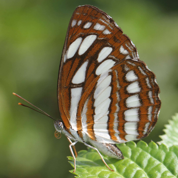 Common Sailor Butterfly | Neptis hylas | Butterflies of Sri Lanka