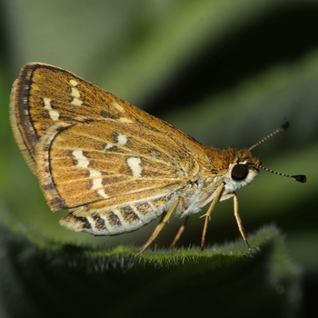 Common Grass Dart Butterfly | Taractrocera maevius | Butterflies of Sri ...