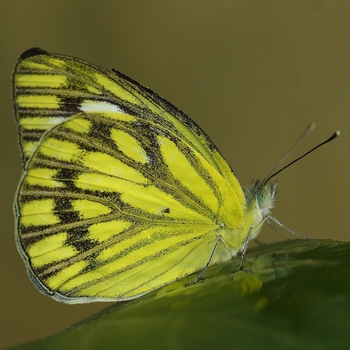 Common Gull Butterfly | Cepora nerissa | Butterflies of Sri Lanka