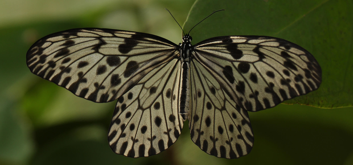 Sri Lankan Tree Nymph Butterfly | Idea iasonia | Butterflies of Sri Lanka