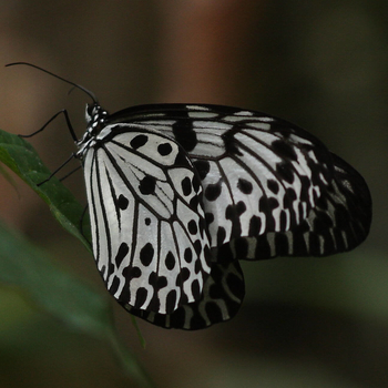 Sri Lankan Tree Nymph Butterfly | Idea iasonia | Butterflies of Sri Lanka