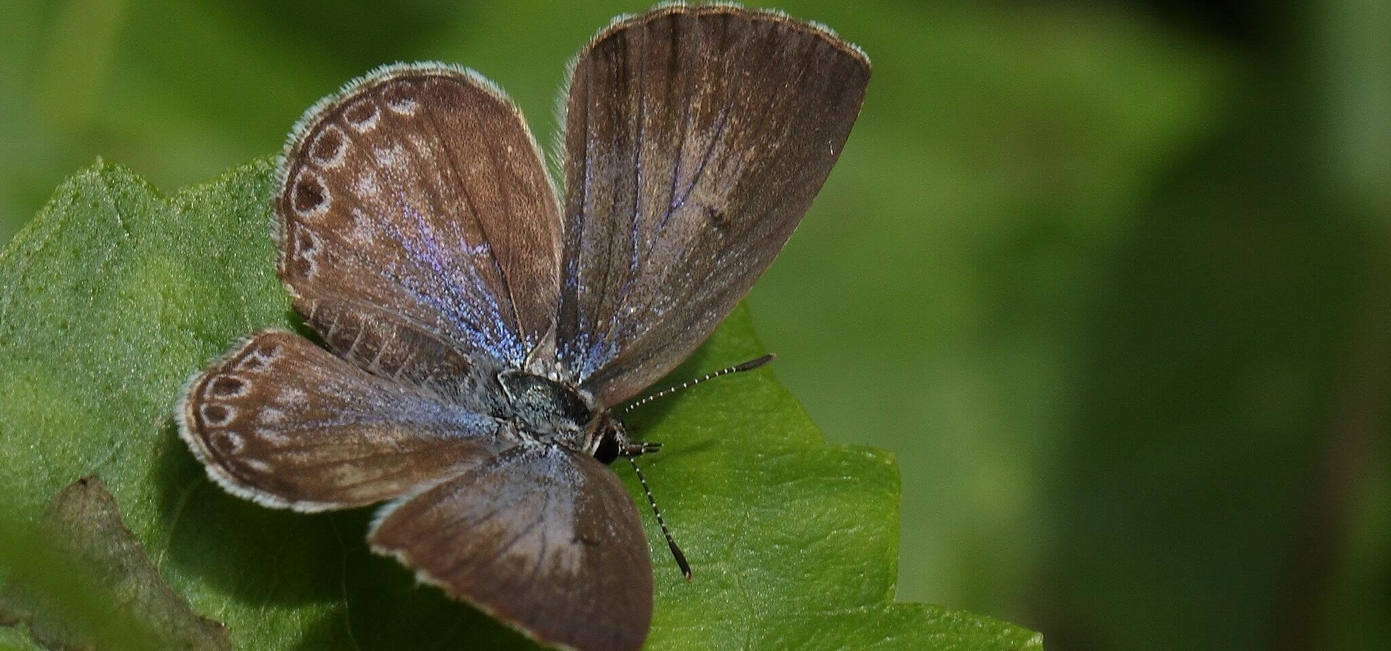 Lime Blue Butterfly | Chilades lajus | Butterflies of Sri Lanka