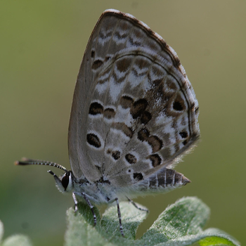Lime Blue Butterfly | Chilades lajus | Butterflies of Sri Lanka