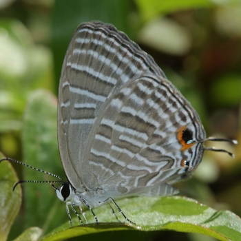 Common Cerulean Butterfly | Jamides celeno | Butterflies of Sri Lanka