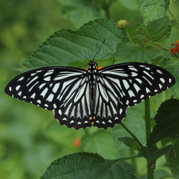 Mime Butterfly | Papilio clytia | Butterflies of Sri Lanka
