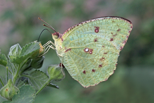 Mottled Emigrant Butterfly | Catopsilia pyranthe | Butterflies of Sri Lanka