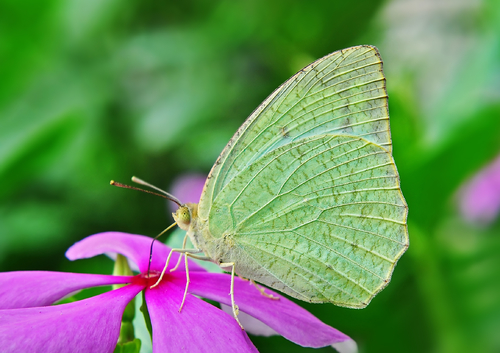 Mottled Emigrant Butterfly | Catopsilia pyranthe | Butterflies of Sri Lanka