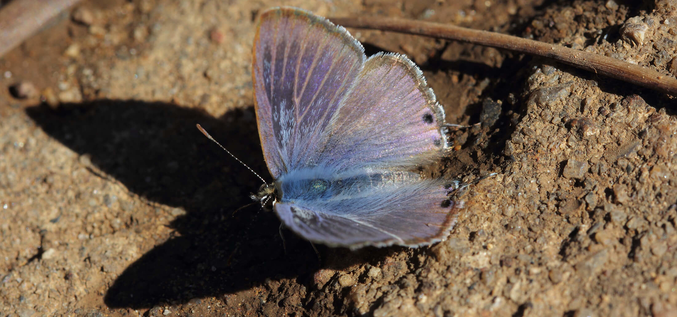 Pea Blue Butterfly | Lampides boeticus | Butterflies of Sri Lanka