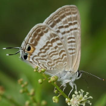 Pea Blue Butterfly | Lampides boeticus | Butterflies of Sri Lanka