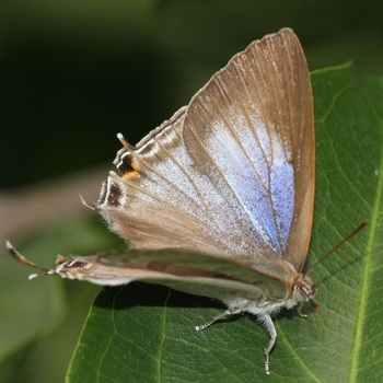 Red Spot Butterfly | Zesius chrysomallus | Butterflies of Sri Lanka