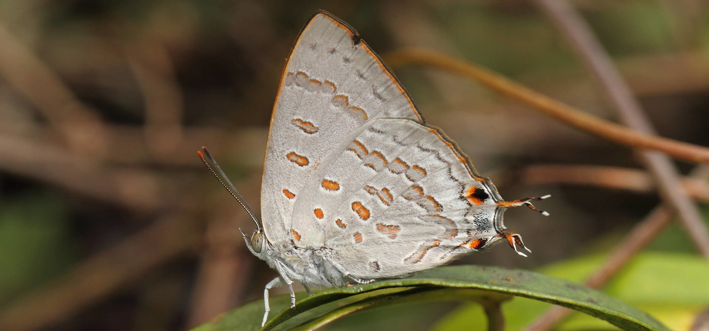Red Spot Butterfly | Zesius chrysomallus | Butterflies of Sri Lanka