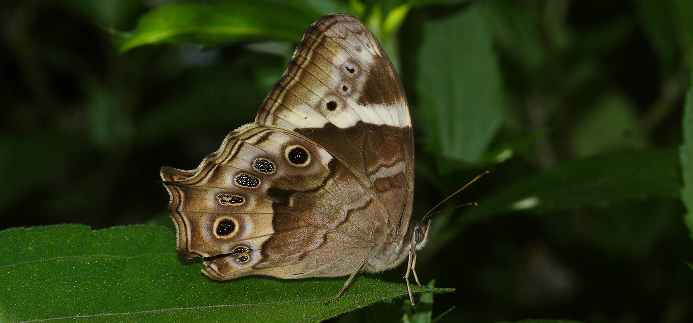 Tamil Tree Brown Butterfly | Lethe drypetis | Butterflies of Sri Lanka
