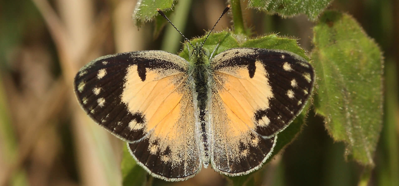 Small Salmon Arab Butterfly | Colotis amata | Butterflies of Sri Lanka