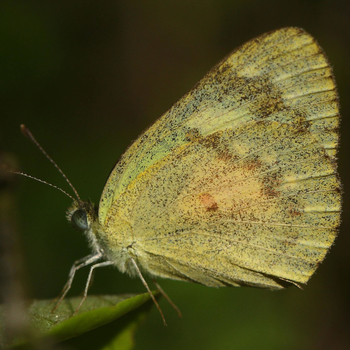 Small Salmon Arab Butterfly | Colotis amata | Butterflies of Sri Lanka