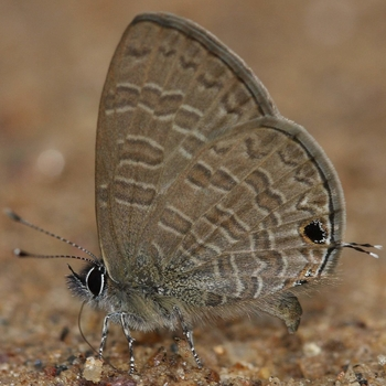 Common Line Blue Butterfly | Prosotas nora | Butterflies of Sri Lanka