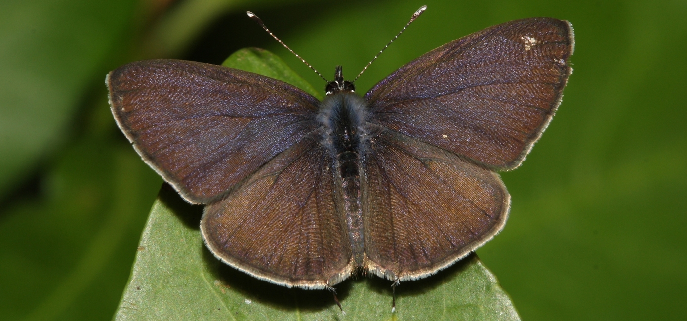 Common Line Blue Butterfly | Prosotas nora | Butterflies of Sri Lanka