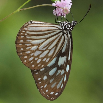 Blue Glassy Tiger Butterfly | Ideopsis similis | Butterflies of Sri Lanka