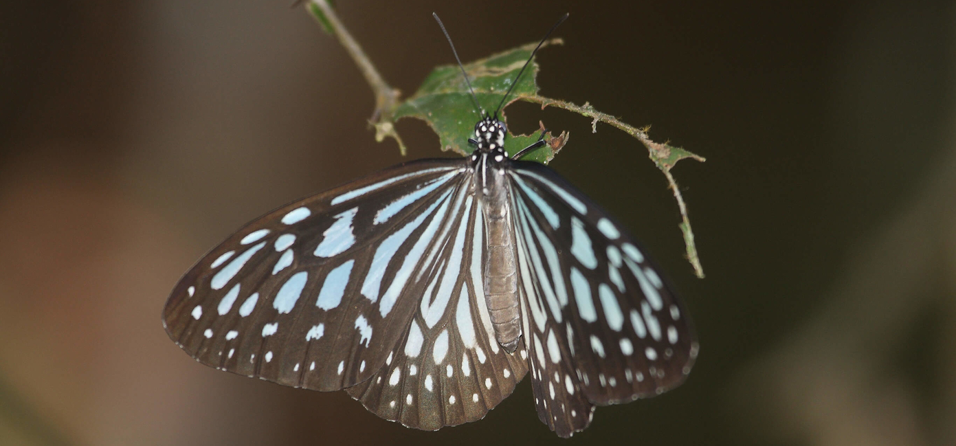 Blue Glassy Tiger Butterfly | Ideopsis similis | Butterflies of Sri Lanka