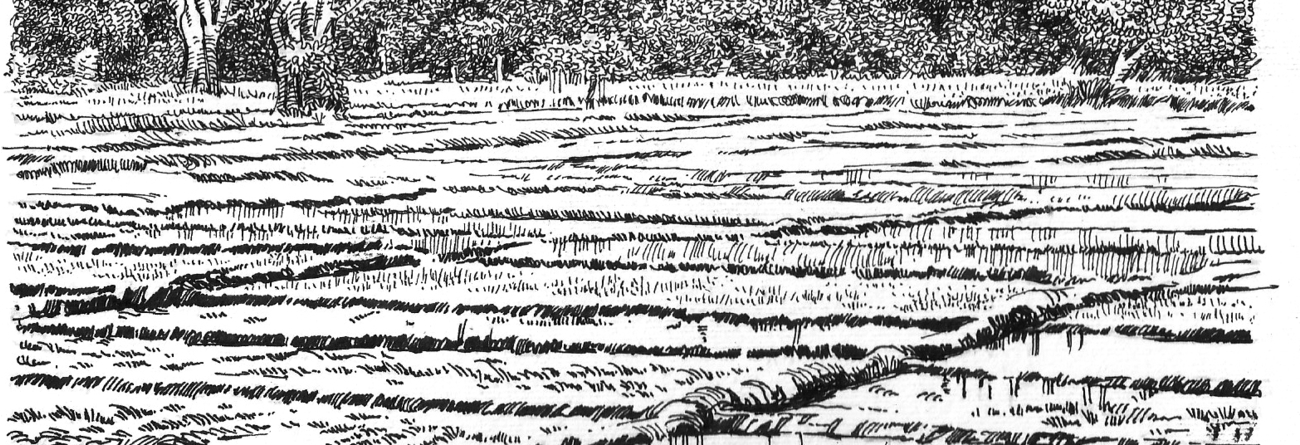 Kumbura | Traditional Paddy Field in Sri Lanka | Dilmah Conservation