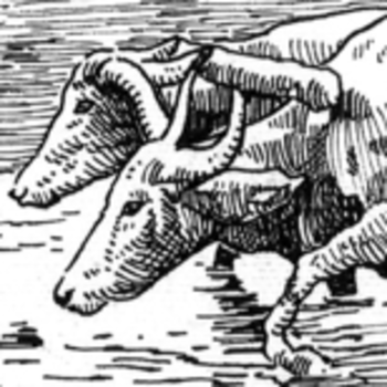 Ploughing Tool | Nagula | Traditional Agriculture Practices of Sri Lanka