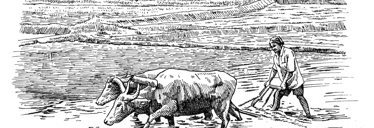 Viyagasa | Traditional Neck Yoke in Sri Lanka | Dilmah Conservation