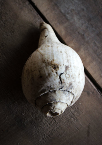 Hakgediya | Sea Mollusk | Traditional Tools in Sri Lanka | Dilmah ...