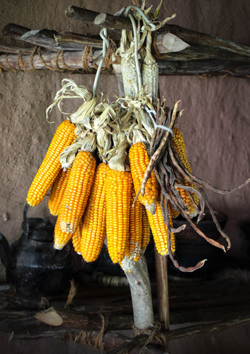 Dried Corn | Badairingu | Traditional Farming in Sri Lanka | Dilmah ...