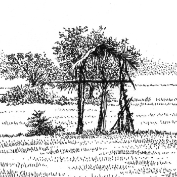 The Paddy Field (Kumbura) | Traditional Agriculture Practices | Dilmah ...