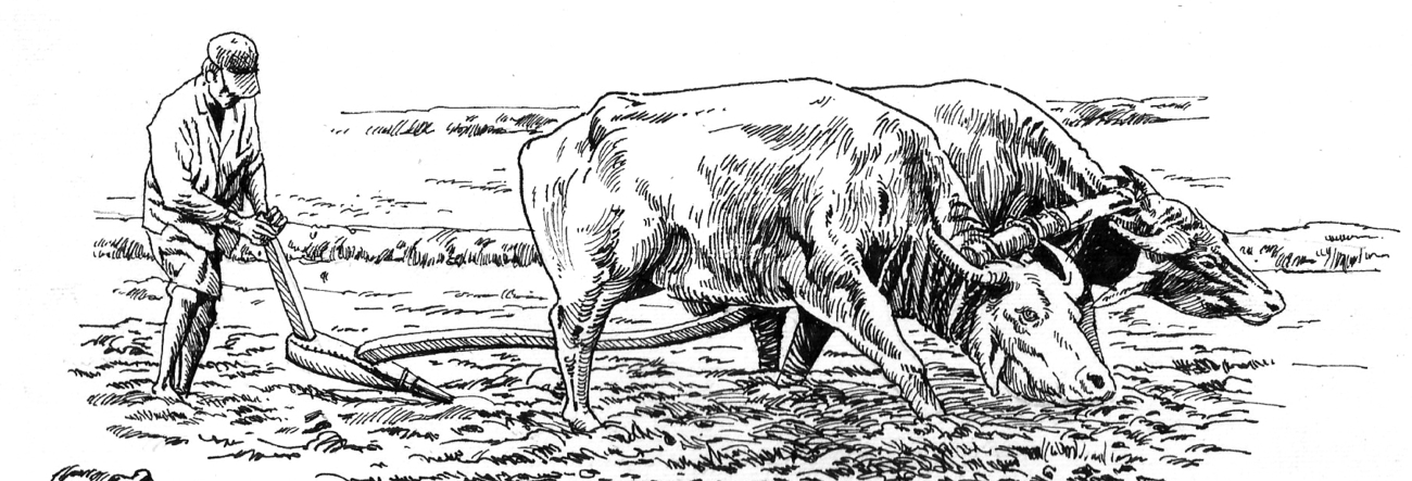 Nagula | Traditional Wooden Plough in Sri Lanka | Dilmah Conservation