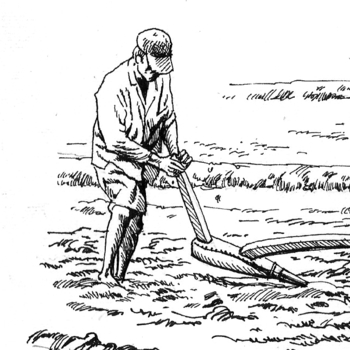 Paddy Cultivation in Sri Lanka | Traditional Agriculture Practices of ...