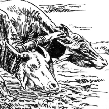 Ploughing Tool | Nagula | Traditional Agriculture Practices of Sri Lanka