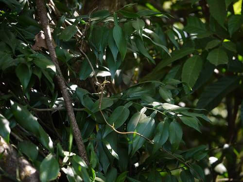 Pota Wel | Climbing Aroid Tree | Pothos scandens | Trees in Sri Lanka