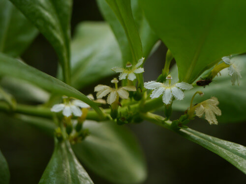 Takkada | Beach Berry Tree | Scaevola taccada | Trees in Sri Lanka