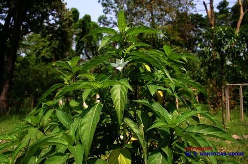 Agaladara | Adathoda | Malabar Nut Tree | Justicia adhatoda | Trees in ...