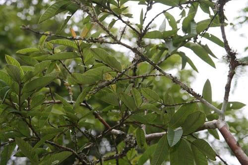 Pera | Guava Tree | Psidium guajava | Trees in Sri Lanka
