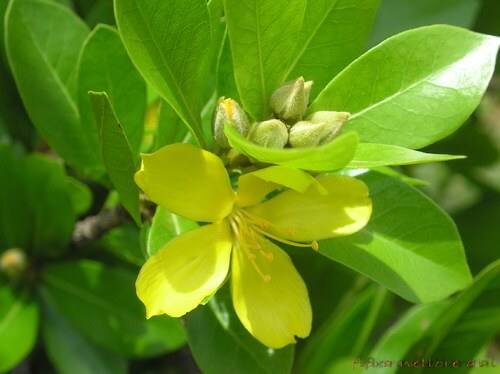 Bu Getiya | Climbing Flax Tree | Hugonia mystax | Trees in Sri Lanka
