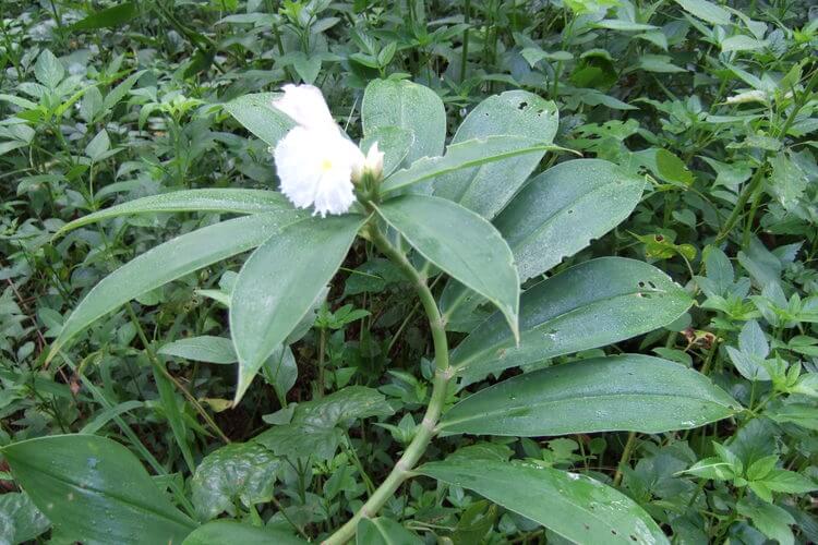 Plant Quiz | Test Knowledge on Trees and Plants of Sri Lanka | Dilmah