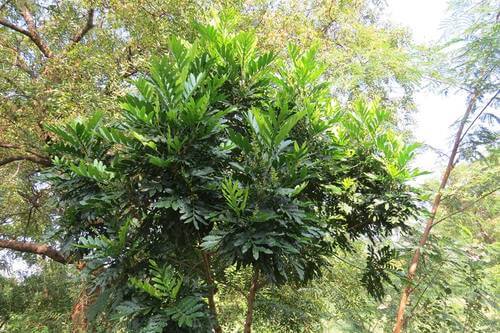 Pihimbiya | Fern Leaf Tree | Filicium decipiens | Trees in Sri Lanka