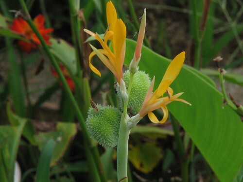 Butsarana | Indian Shot Tree | Canna indica | Plants in Sri Lanka