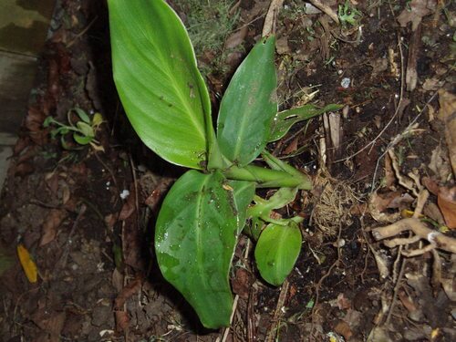 Butsarana | Indian Shot Tree | Canna indica | Plants in Sri Lanka