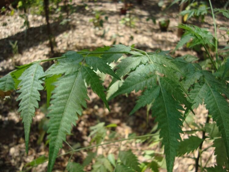 Plant Quiz | Test Knowledge on Trees and Plants of Sri Lanka | Dilmah