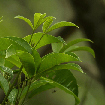 Lunu Ankenda | Kambili Tree | Euodia lunu-ankenda | Trees in Sri Lanka