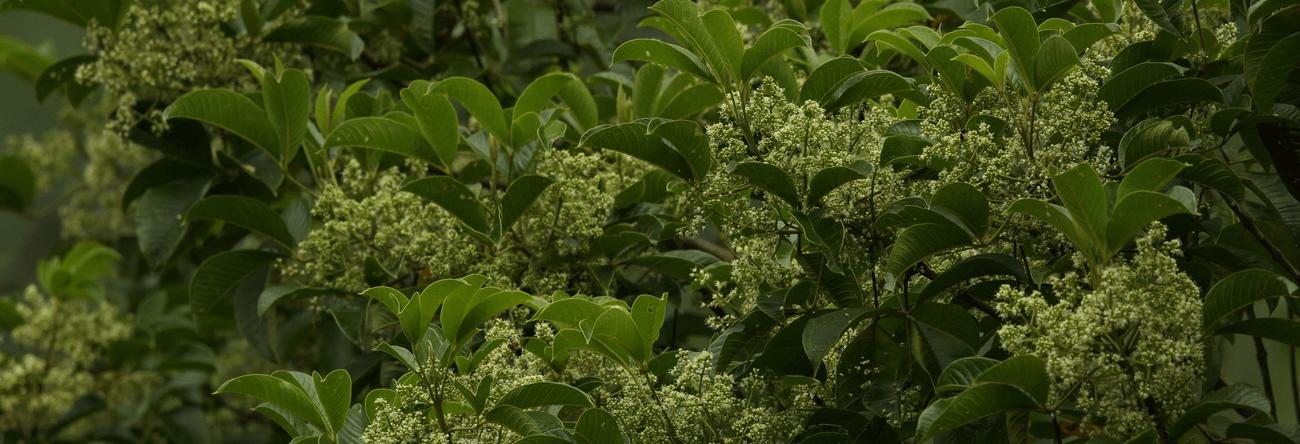 Lunu Ankenda | Kambili Tree | Euodia lunu-ankenda | Trees in Sri Lanka