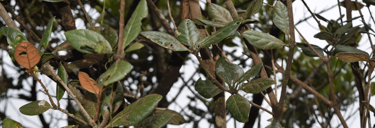 Kosbada | Ganapaty Tree | Litsea quinqueflora | Trees in Sri Lanka