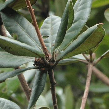 Kosbada | Ganapaty Tree | Litsea quinqueflora | Trees in Sri Lanka